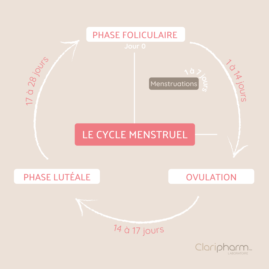 All you need to know about periods and menstrual cycles - Claripharm